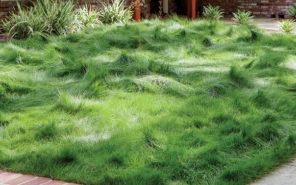 California Native Bentgrass Sod by Soils Solutions LLC in Camarillo, CA ...