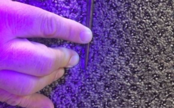 Carpet Inspection by CRH Inspection in Kuna, ID - Alignable
