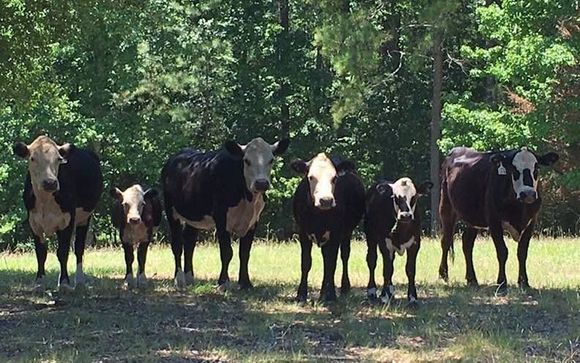 Black Hereford Cattle by BF Farm in Huggins, MO - Alignable