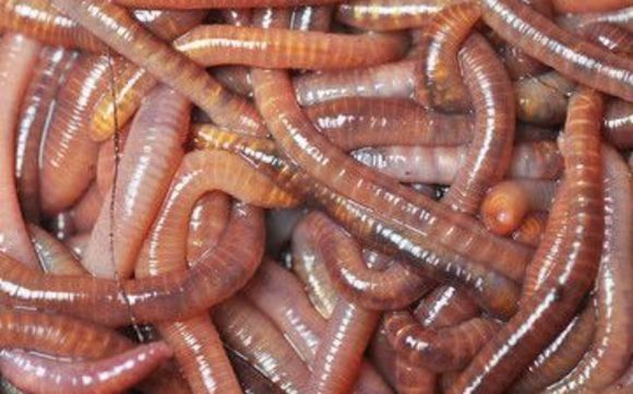 African Nightcrawlers by Midwest Worms in Conway Area - Alignable