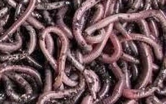 African Nightcrawlers by Midwest Worms in Conway Area - Alignable