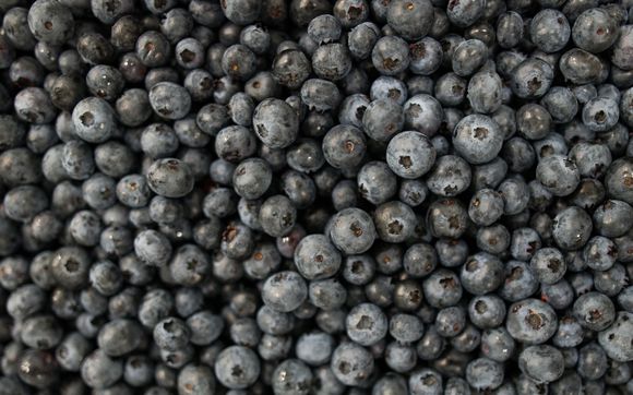 Commercial Blueberry Picking by Nova Agri Group of Companies - Country ...