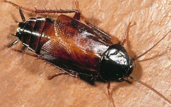 Oriental Roach (Water Bug) by Chrome Mosquito & Pest Control in Fruita ...