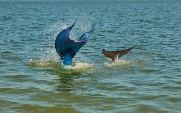Mermaid Ocean Education boat tour by Mermaid of Hilton Head in Hilton ...