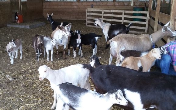 Goat by J & M Farms in Millet Area - Alignable