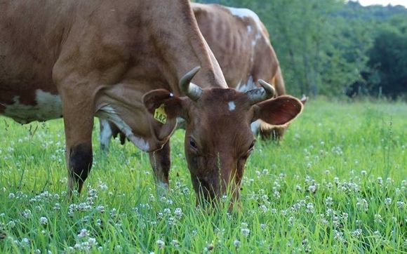 100% Grass Fed Dairy and Cheeses by Brookford Farm in Canterbury Area ...