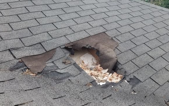 Trapline Wildlife Services by Trapline Pest Solutions in Orlando, FL ...