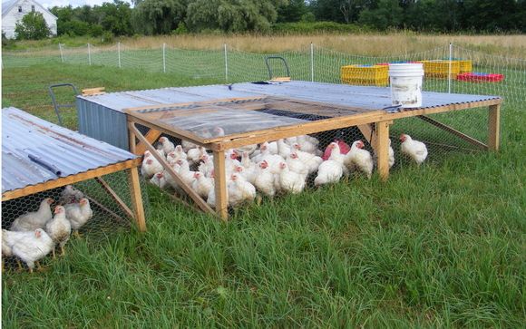 Organic, pastured, chicken by Grace Pond Farm in Thomaston Area - Alignable