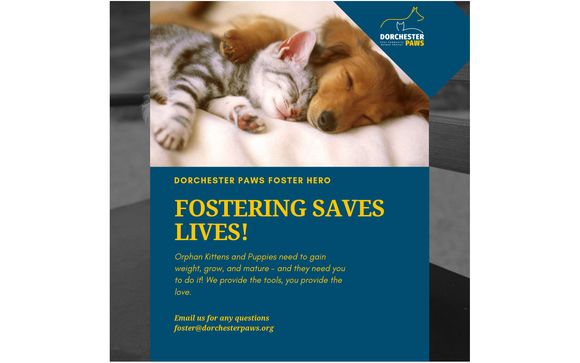 Adoption/Foster/Volunteer by Dorchester Paws in Summerville, SC - Alignable