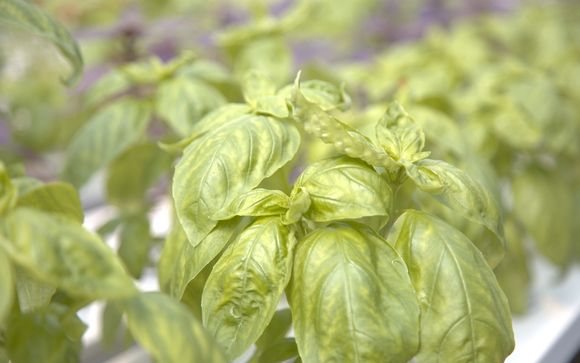 Sweet Basil by Native Fresh in Jacksonville, FL - Alignable