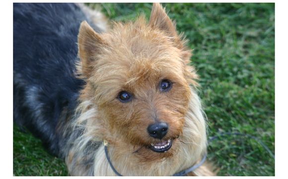 Outback Red Australian Terriers - Hartford, WI - Alignable