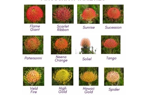 Pincushion Varieties by Dutch Flower House in Troy, MI - Alignable