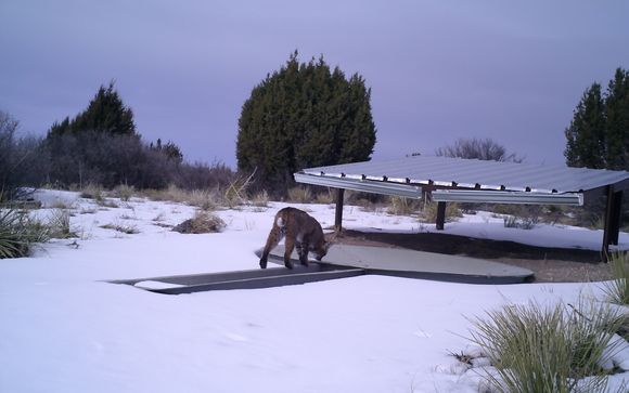 Wildlife Watering Systems