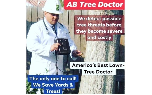 10 Point Tree Diagnosis & Tree Environment by AB Tree Doctor in ...