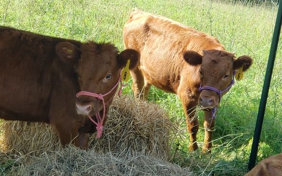 Traditional Horned Red Dexter Cattle by Serenity Farm in Lexington, VA ...
