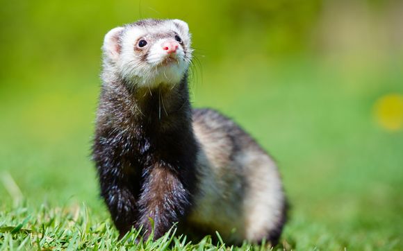 Marshall Ferrets by Pinnacle Ferrets in Neosho, MO - Alignable