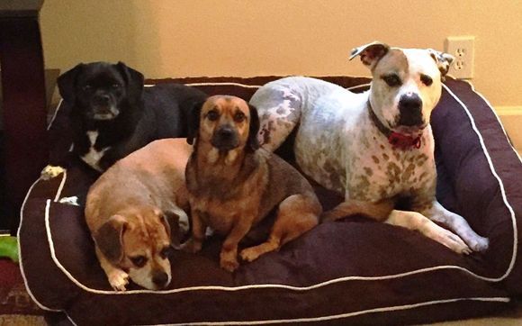 ARK Animal Rescue by ARK Animal Rescue in Deland, FL - Alignable