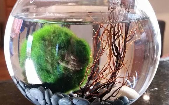 Giant Marimo Moss Ball by Petite Habitats in Austin, TX - Alignable