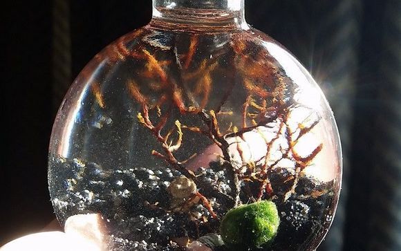 Giant Marimo Moss Ball by Petite Habitats in Austin, TX - Alignable