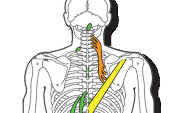 Spinal Reflex Therapy by Solace Clinical Massage LLC for Chronic Pain ...