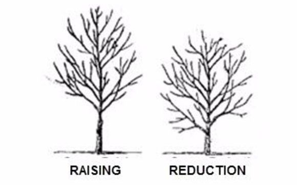 Tree Pruning: Cleaning and Thinning by Forest City Tree Protection Co ...