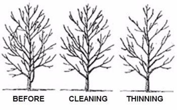 Tree Pruning: Cleaning and Thinning by Forest City Tree Protection Co ...