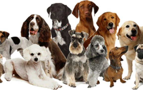 Companion Paws Canada by The LifeLine Canada Foundation in West Kelowna ...