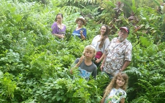 Maui Fern shoots (Pohole) Family Farm by Hana Herbs & Flowers in Hana ...