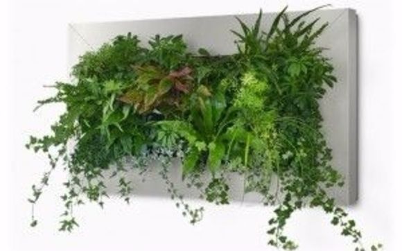 Our Expertise by Ambius Plants in New York, NY - Alignable