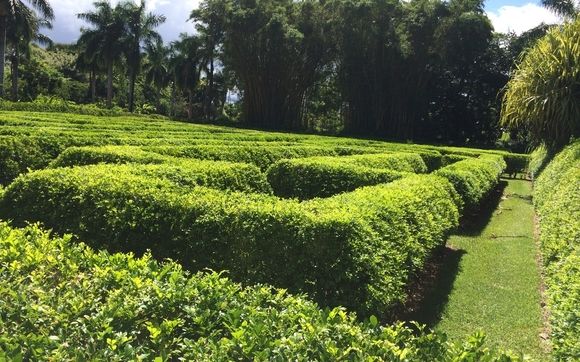 Garden, Maze, Waterfalls, Rainforest Self Guided Tour by Segway Off ...