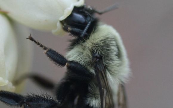 Koppert Biological Systems, Inc. - Howell, MI - Alignable