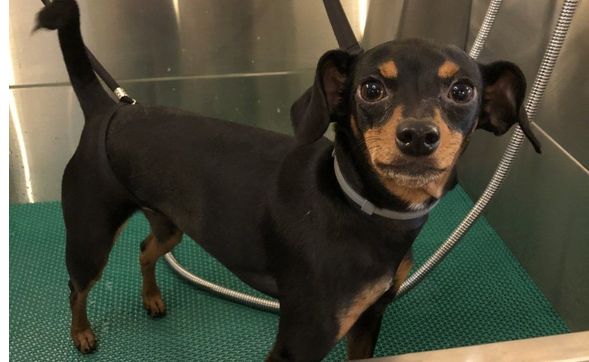 Neighborhood Do-It-Yourself Pet Wash! by PHilthy Paws in Philadelphia ...