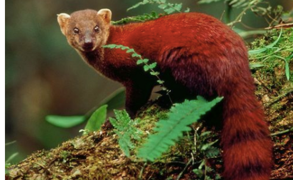 Red Tailed Mongoose by Mongoose Sales and Lead Generation in Trumbull ...