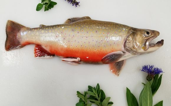 Fresh Maine Brook Trout by Micmac Farms in Caribou Area - Alignable