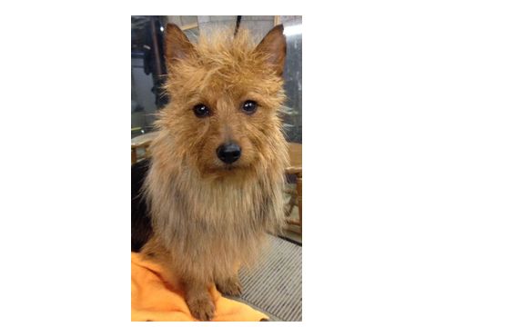 Pet Adoption Service by Outback Red Australian Terriers in Hartford, WI ...