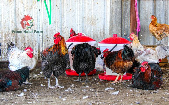 Country Chicken by Prime Halal Farm in Ferris Area - Alignable