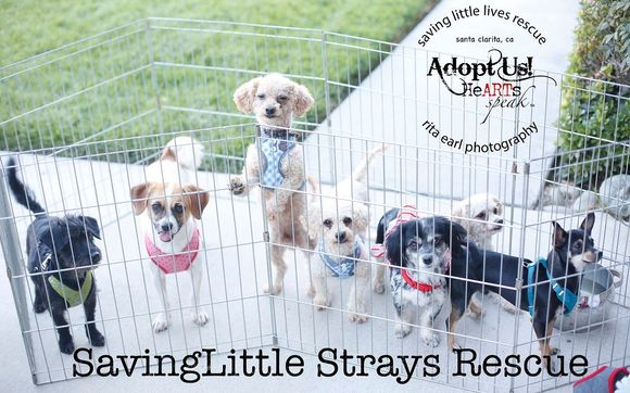 Dog Rescue - strays, owner surrender and kill-shelter. by SavingLittle ...