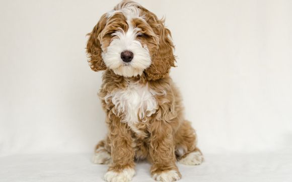 St. Louis Australian Labradoodles by St Louis Australian ...