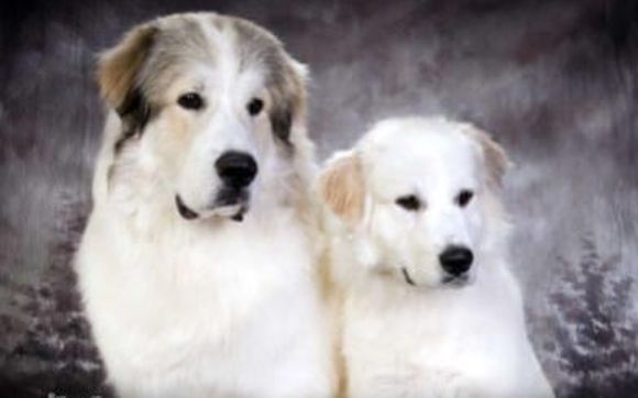 Great Pyrenees Livestock Guardian Dogs by Amber Waves Pygmy Goats in ...