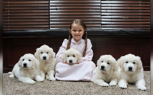 European Golden Retriever Pups by Legacy English Goldens in Greenville ...