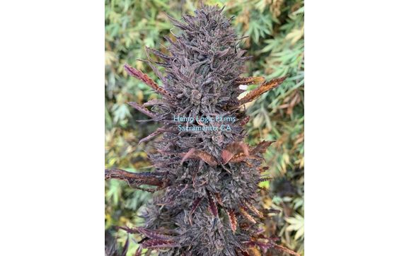 Hemp Flower by Hemp CA Farms--Hemp Flower/Biomass/Extraction in ...