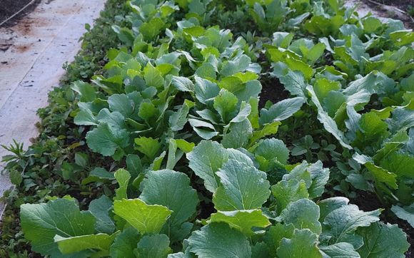 Produce and edible flowers by Finding Justice A Flower and Vegetable ...