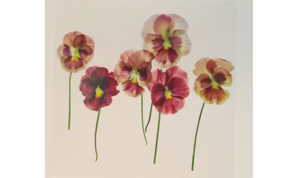 Fine Art Photography by gail Rousseau Photography in North Attleboro ...