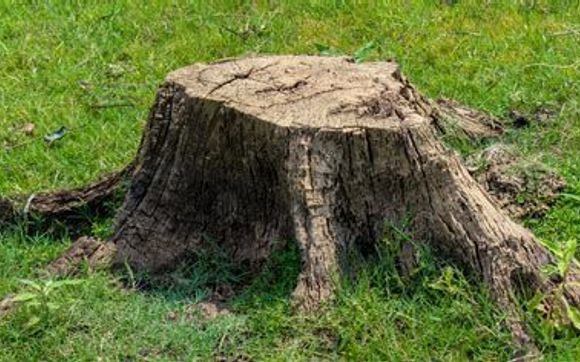 Tree stump blasting and removal by Precision Blasting, LLC in Post ...