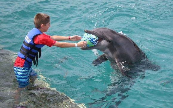 Dolphin Moment by Coral World Ocean Park in St Thomas, VI - Alignable