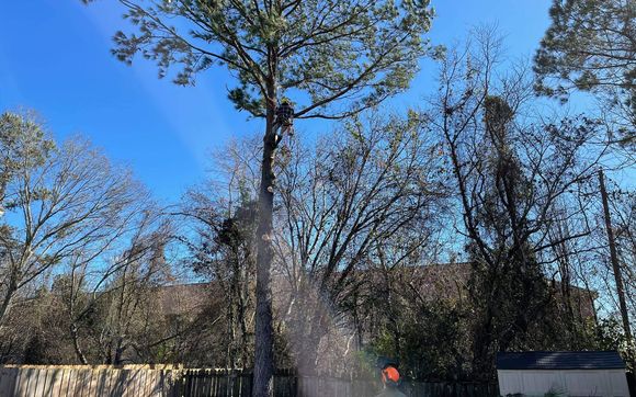 Hazard tree removal by Drop Zone LLC in Hubert Area - Alignable