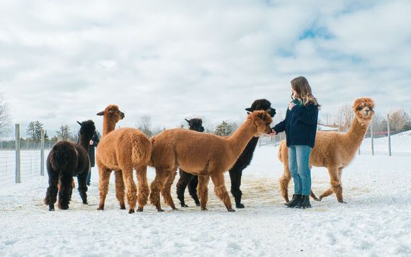 Private Alpaca Farm Tours by Brae Ridge Farm & Sanctuary in Puslinch ...