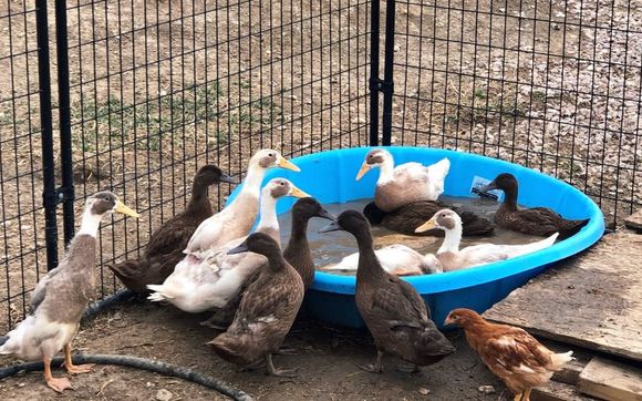 Farm Fresh Chicken Eggs by AJ Farms 605 in Belle Fourche Area - Alignable