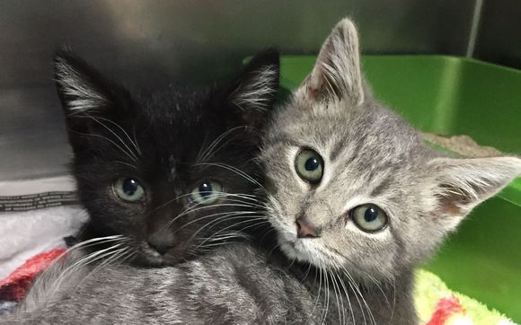 Adoption a cat by Purrfect Hearts Cat Rescue in Wilson, NC - Alignable