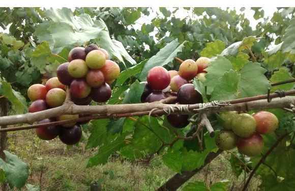 Muscadine Grapes available in 1g pots by Chestnut Hill Nursery in ...